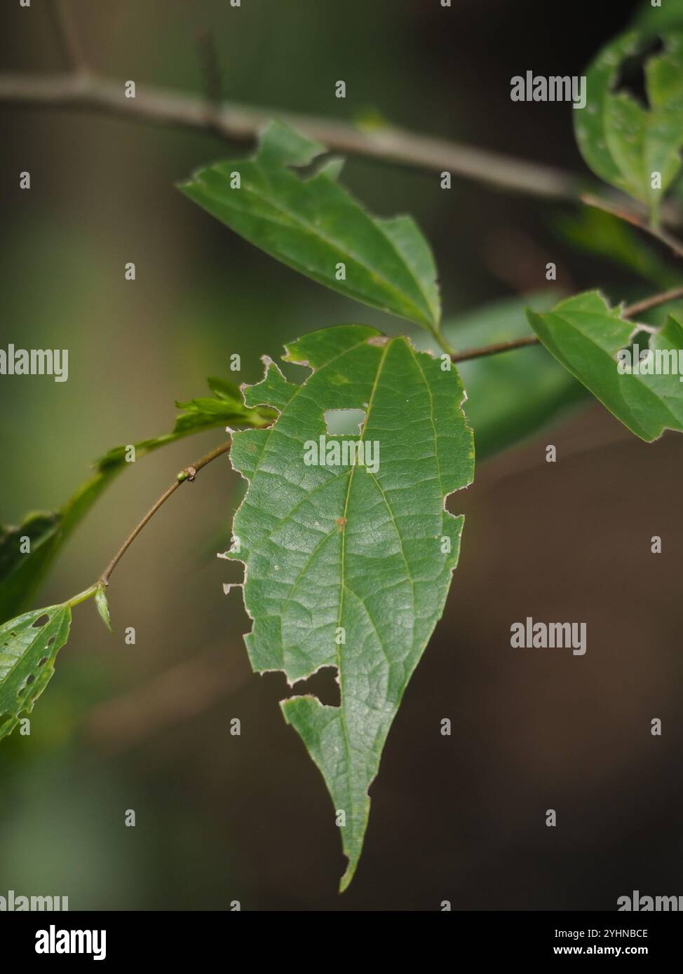 Nilgiri elm (Celtis tetrandra Stock Photo - Alamy