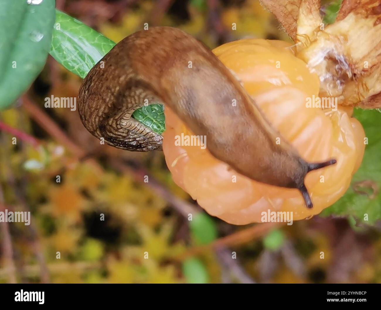 Northern Dusky Slug (Arion fuscus Stock Photo - Alamy
