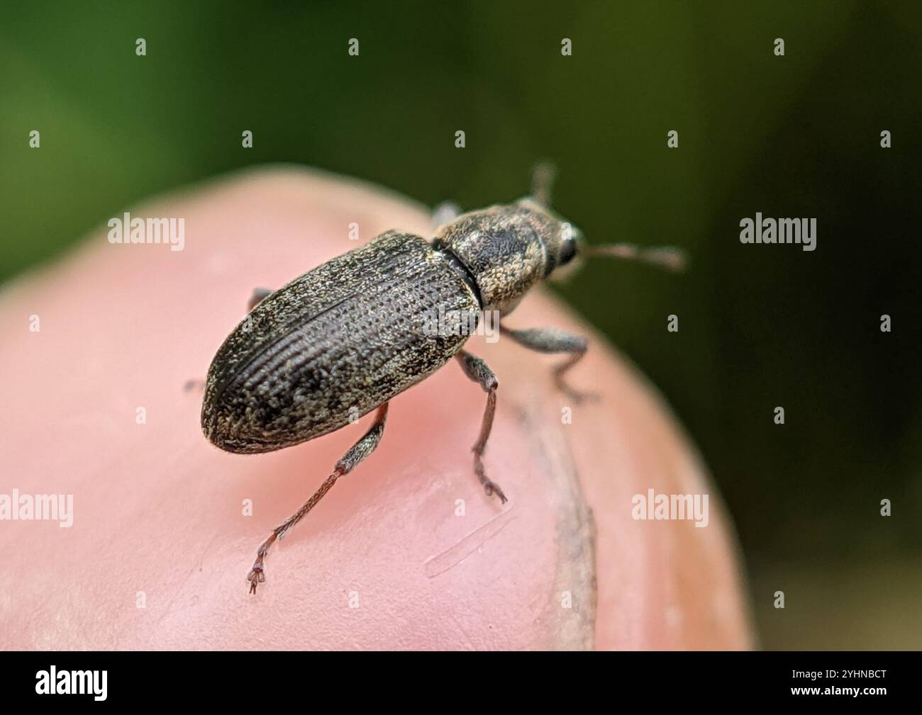 Pea Weevil (Sitona lineatus Stock Photo - Alamy