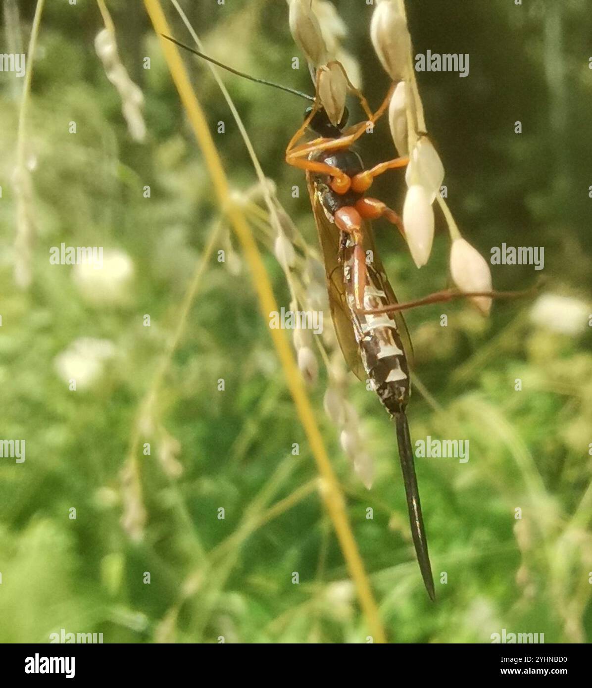Lissonota hi-res stock photography and images - Alamy