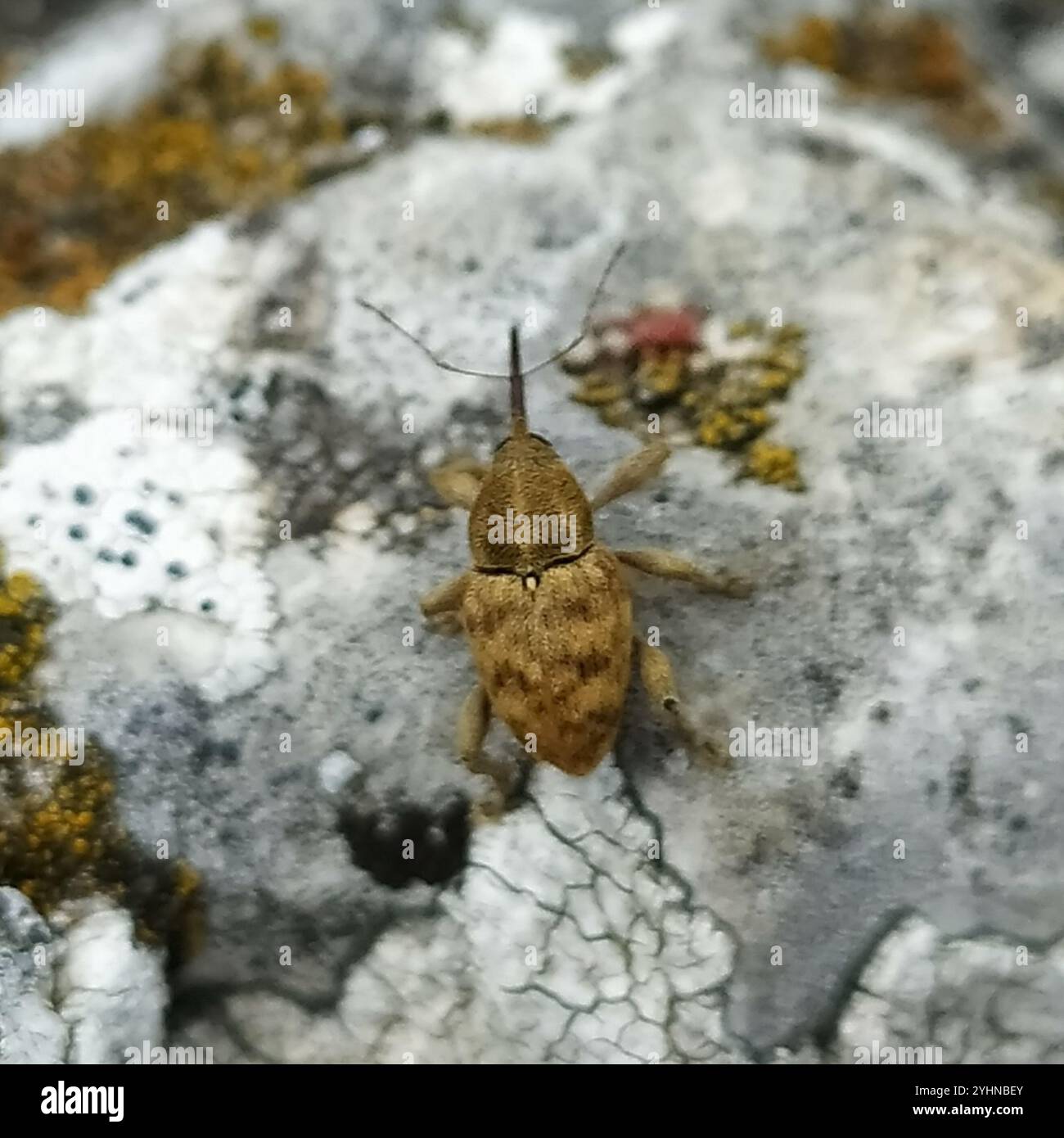 Nut and Acorn Weevils (Curculio Stock Photo - Alamy