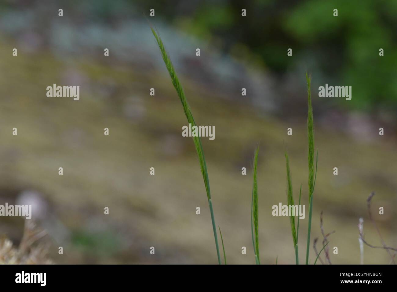 rattail sixweeks grass (Festuca myuros Stock Photo - Alamy