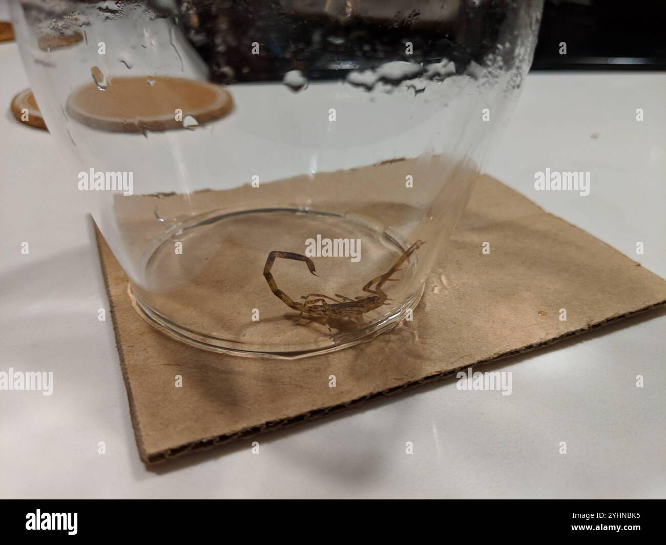 Lesser Brown Scorpion (Isometrus maculatus Stock Photo - Alamy