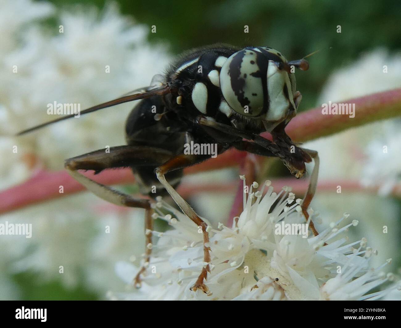 Bald-faced Hornet Fly (Spilomyia fusca Stock Photo - Alamy