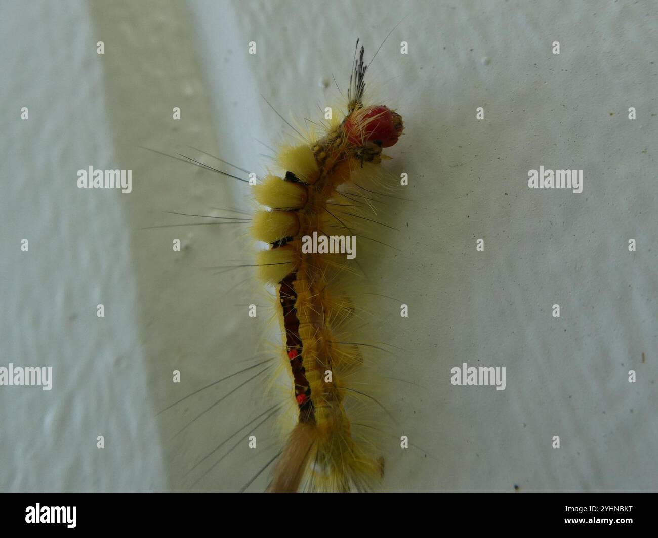 White-marked Tussock Moth (Orgyia leucostigma Stock Photo - Alamy