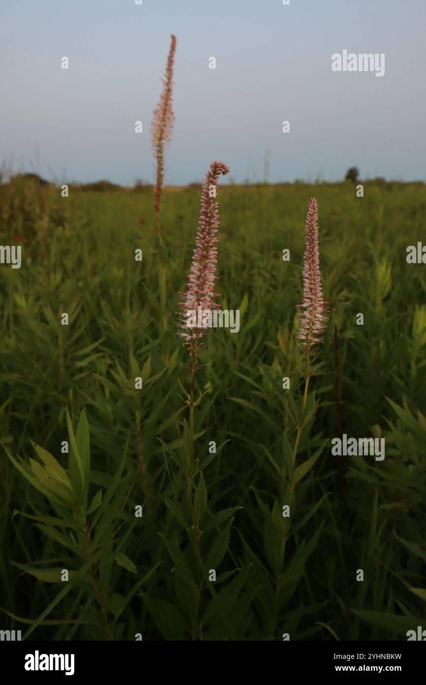 Culver's root (Veronicastrum virginicum Stock Photo - Alamy