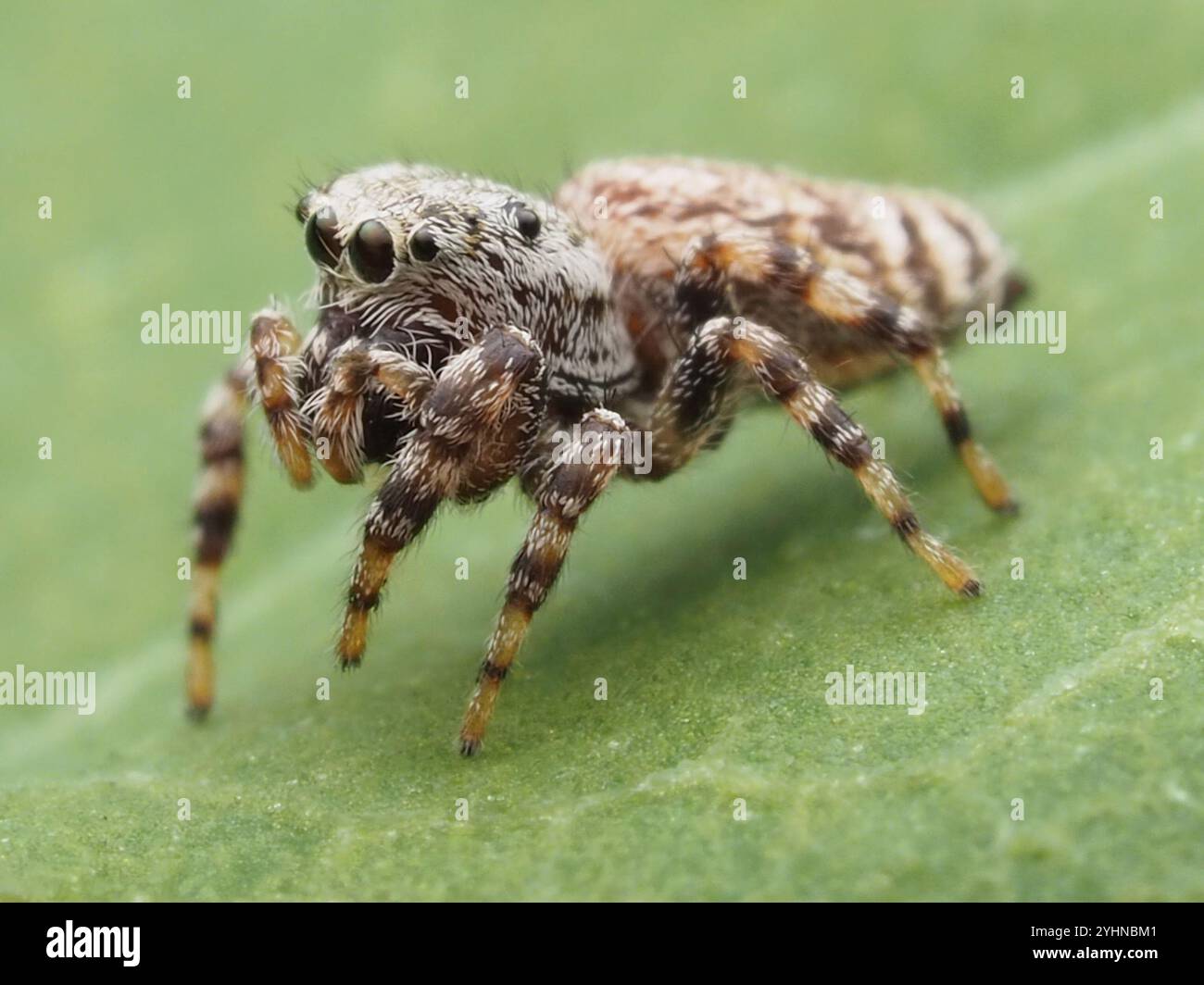 Peppered Jumping Spider (Pelegrina galathea Stock Photo - Alamy
