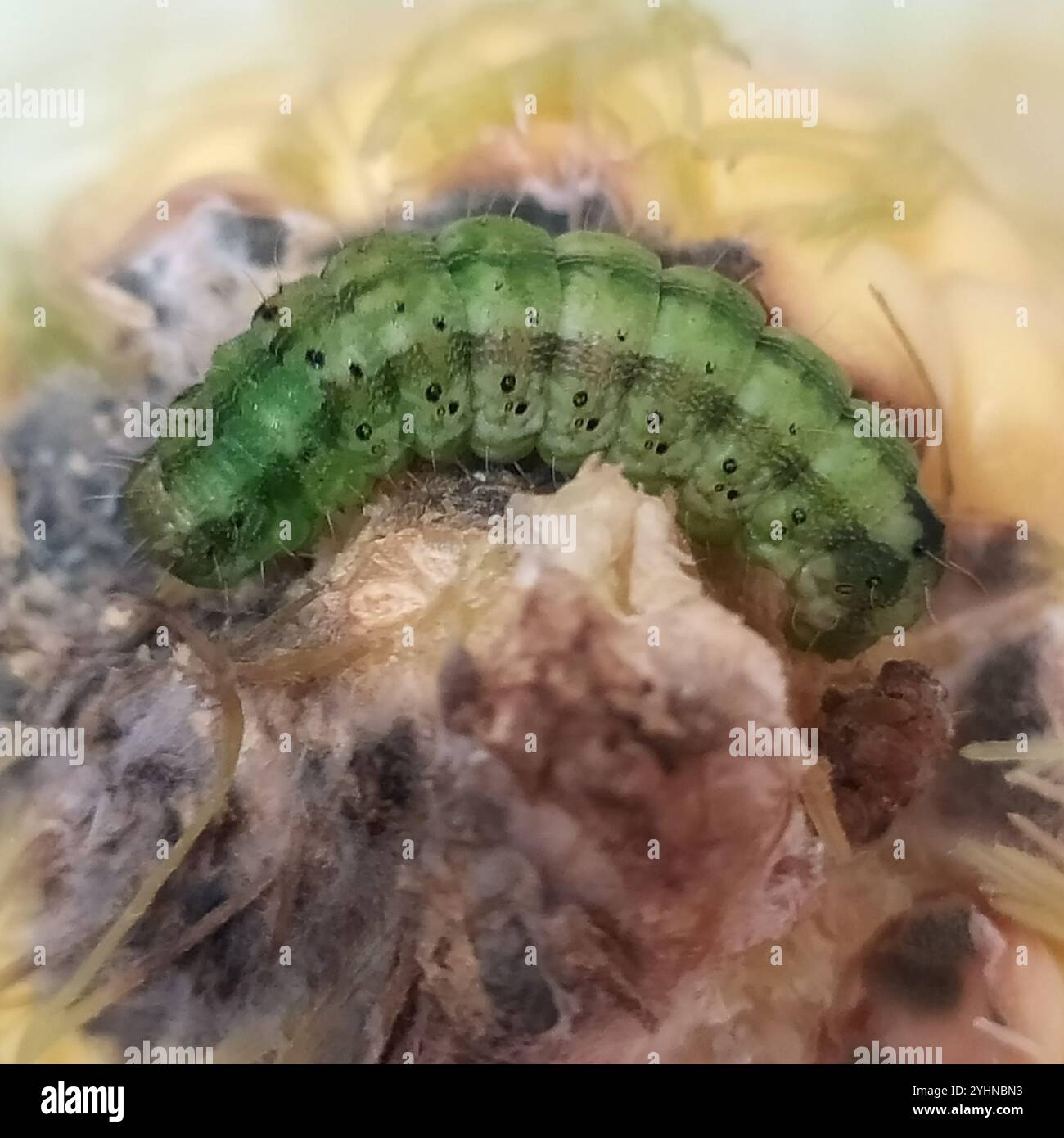 Cotton Bollworm Moth (Helicoverpa armigera Stock Photo - Alamy