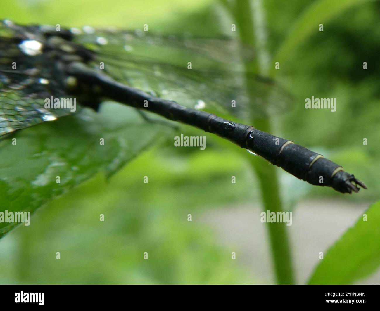 Northern Pygmy Clubtail (Lanthus parvulus Stock Photo - Alamy