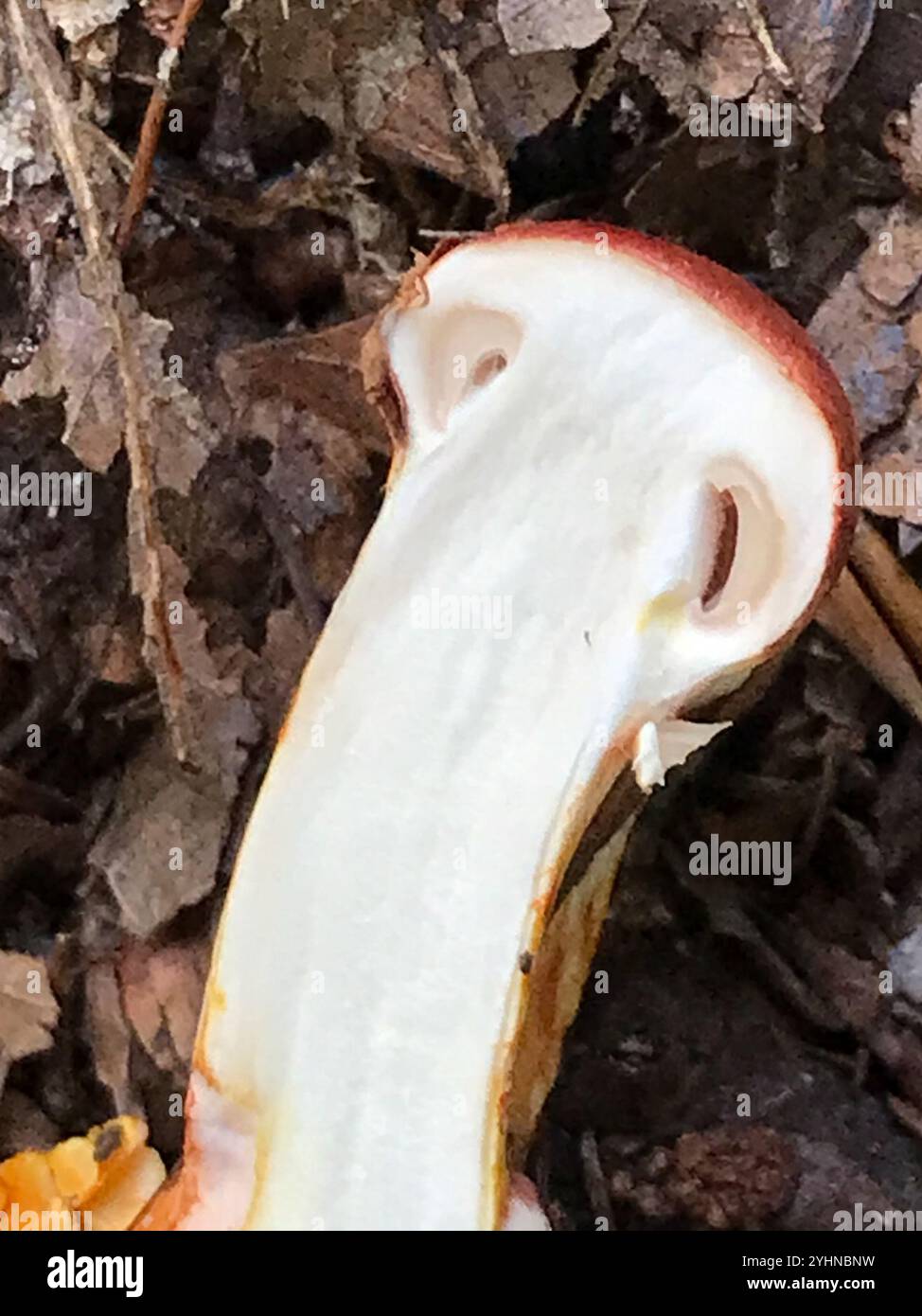 Cortinarius bolaris hi-res stock photography and images - Alamy