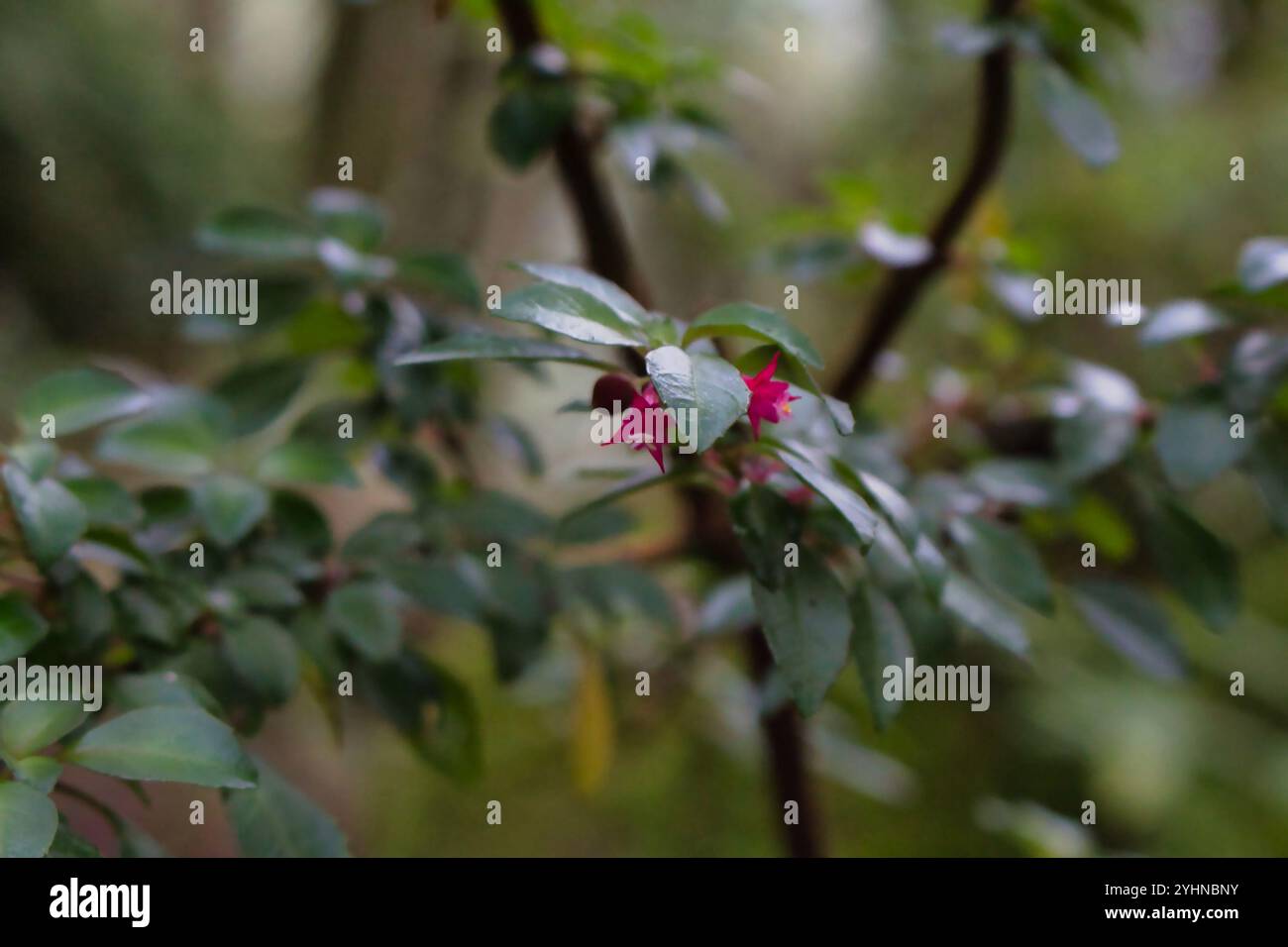 Fuchsia microphylla hi-res stock photography and images - Alamy
