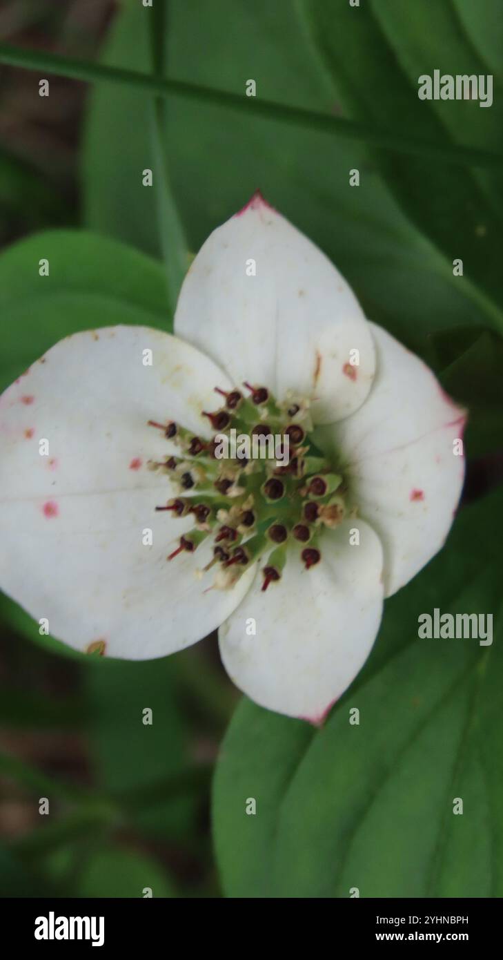 Canadian bunchberry (Cornus canadensis Stock Photo - Alamy