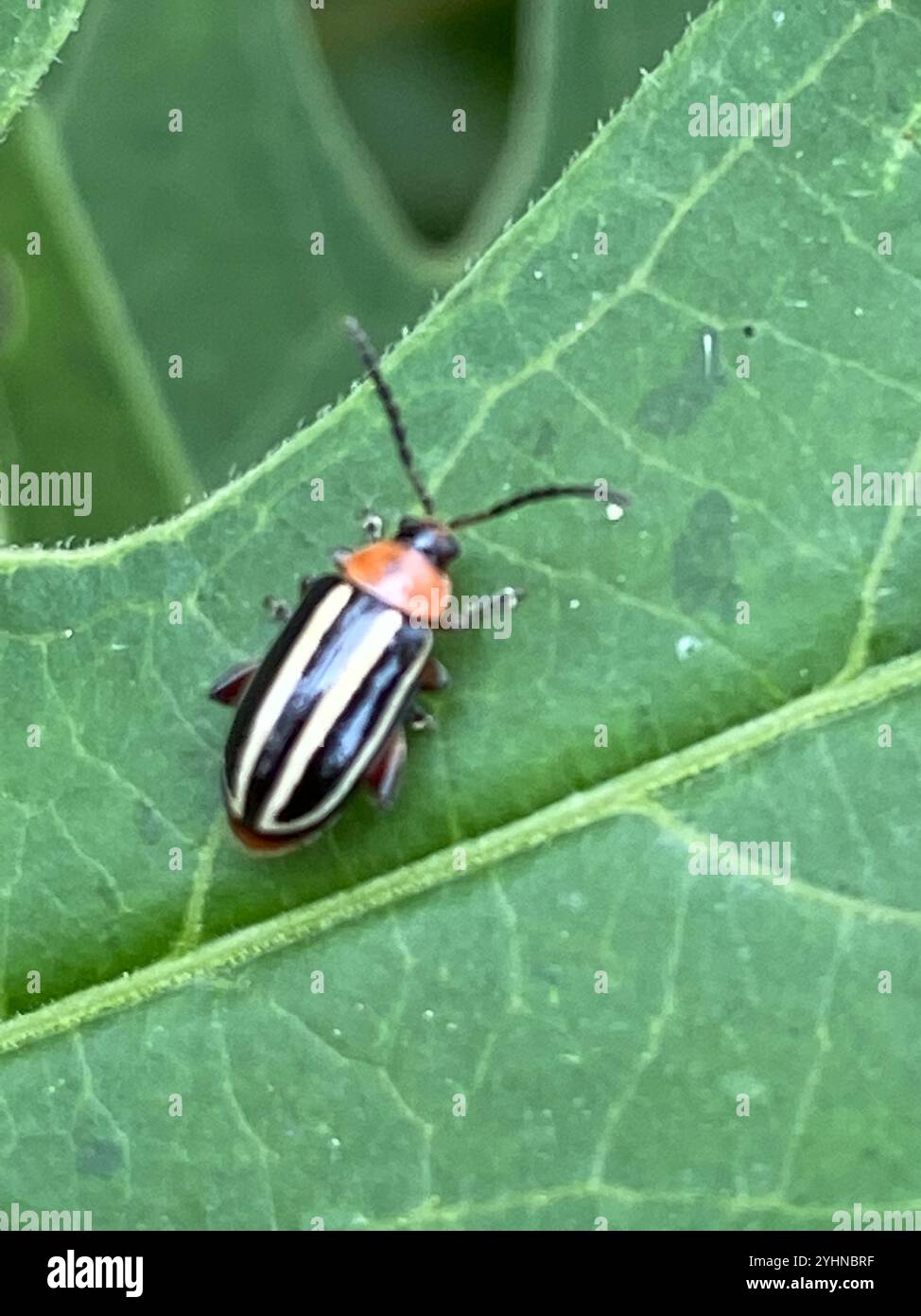 Pigweed flea beetle hi-res stock photography and images - Alamy