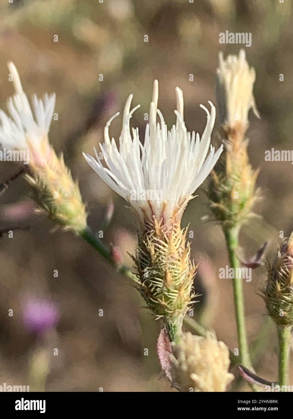 diffuse knapweed (Centaurea diffusa Stock Photo - Alamy