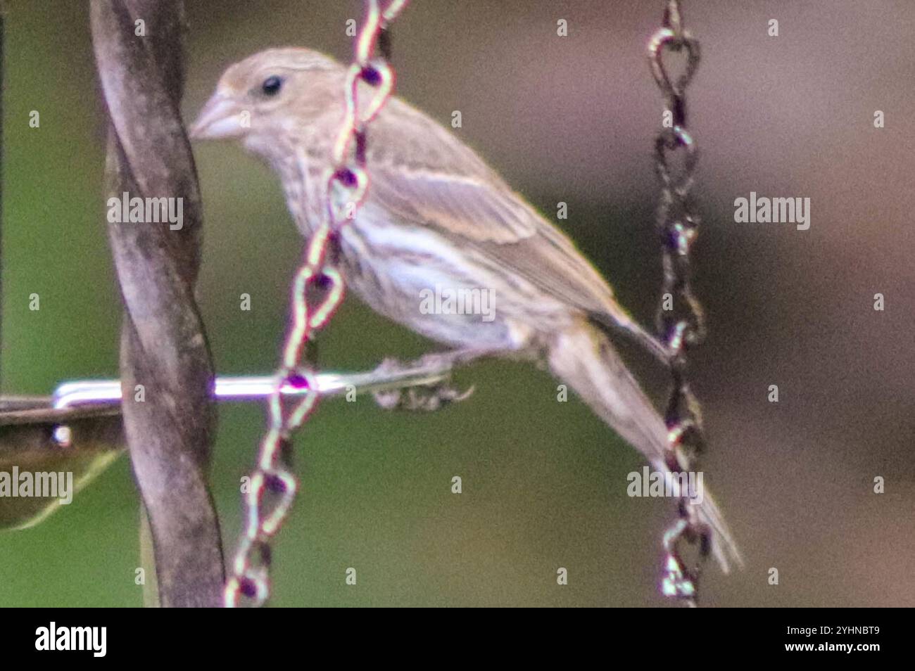 House Finch (Haemorhous mexicanus Stock Photo - Alamy