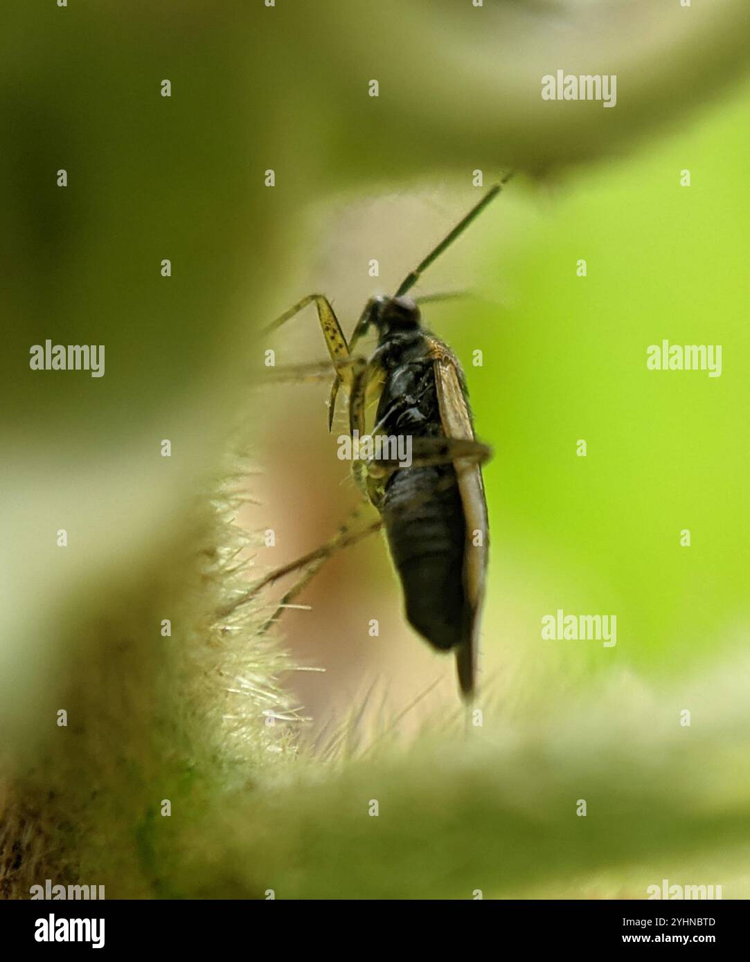 Common Nettle Flower Bug (Plagiognathus arbustorum Stock Photo - Alamy