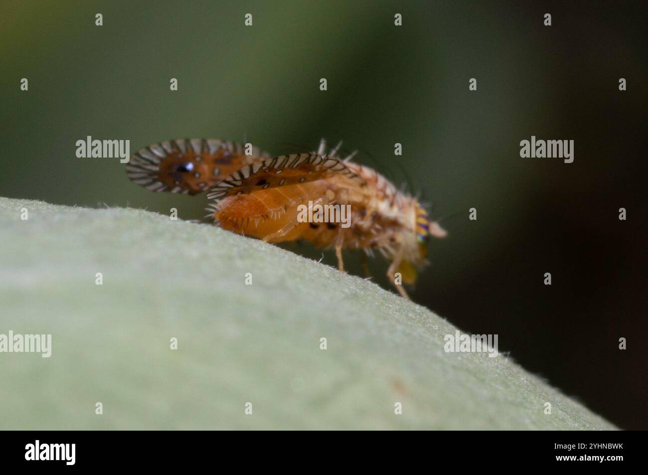 Paracantha hi-res stock photography and images - Alamy