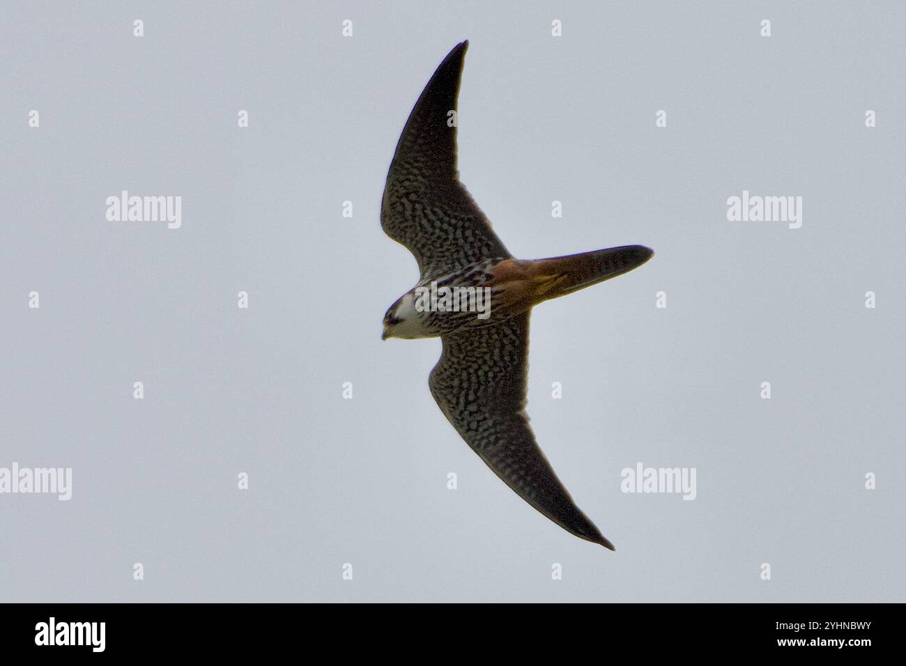 Eurasian Hobby (Falco subbuteo Stock Photo - Alamy