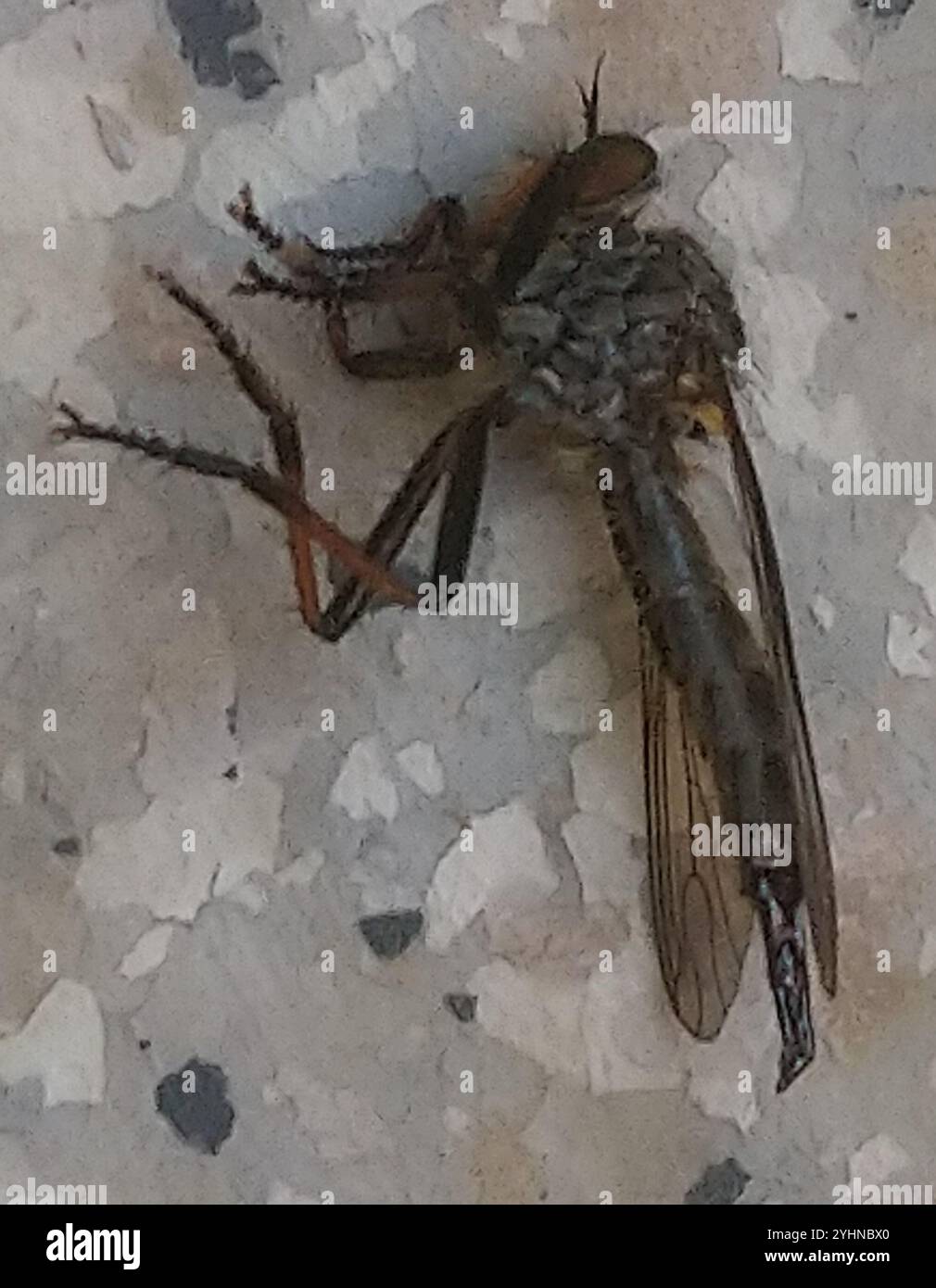 Common Awl Robber Fly (Neoitamus cyanurus Stock Photo - Alamy