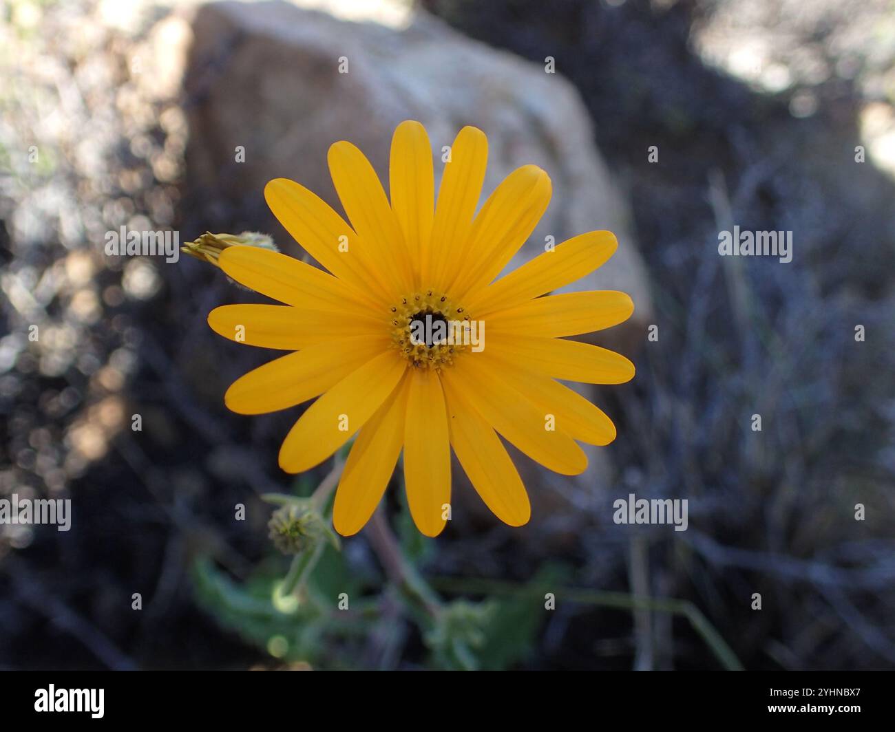 boneseed daisies (Osteospermum Stock Photo - Alamy