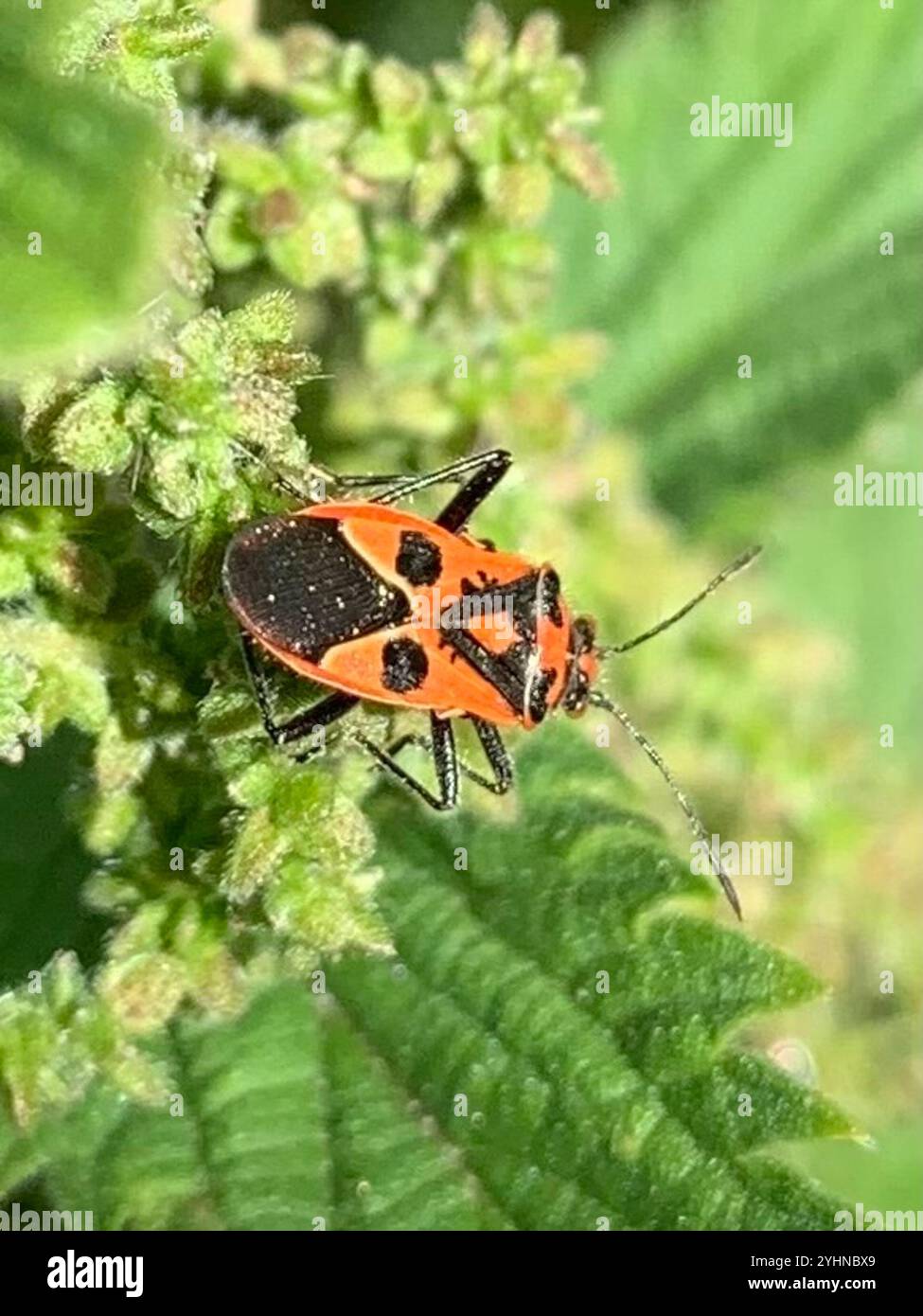 Spotted Firebug (Corizus hyoscyami Stock Photo - Alamy