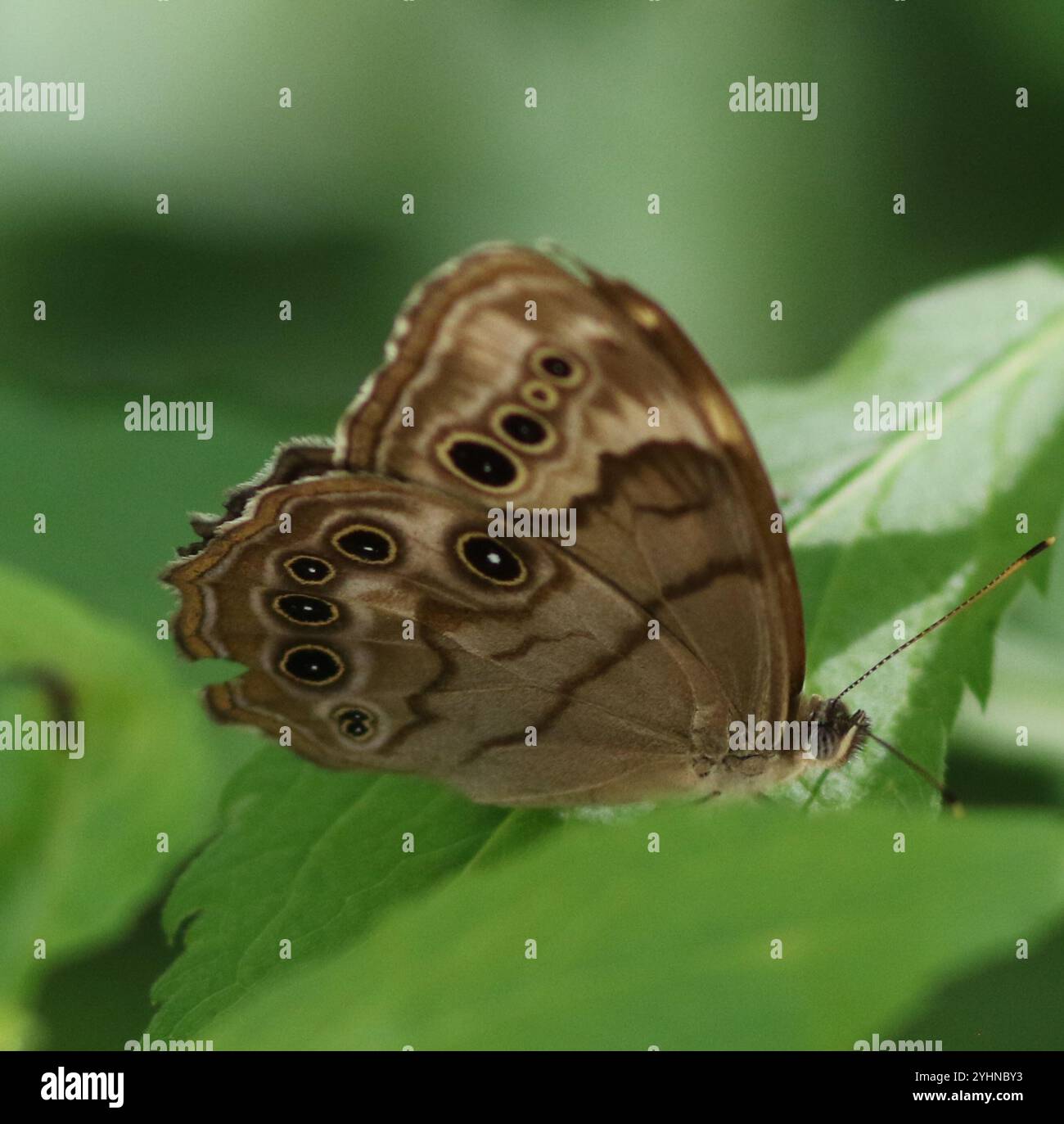 Northern Pearly-eye (Lethe anthedon Stock Photo - Alamy