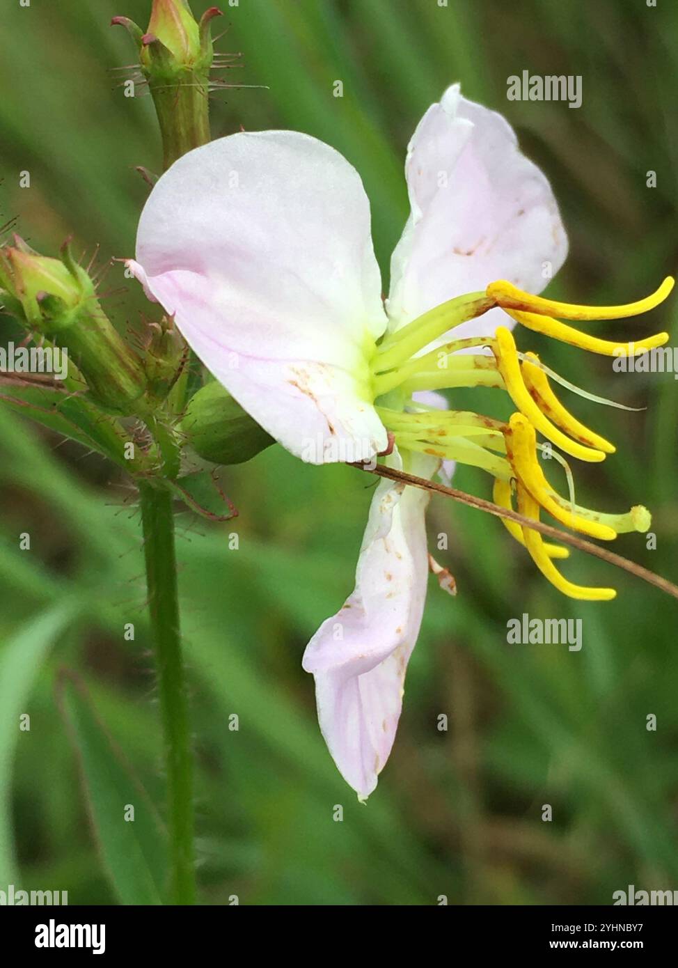 Maryland meadowbeauty (Rhexia mariana Stock Photo - Alamy