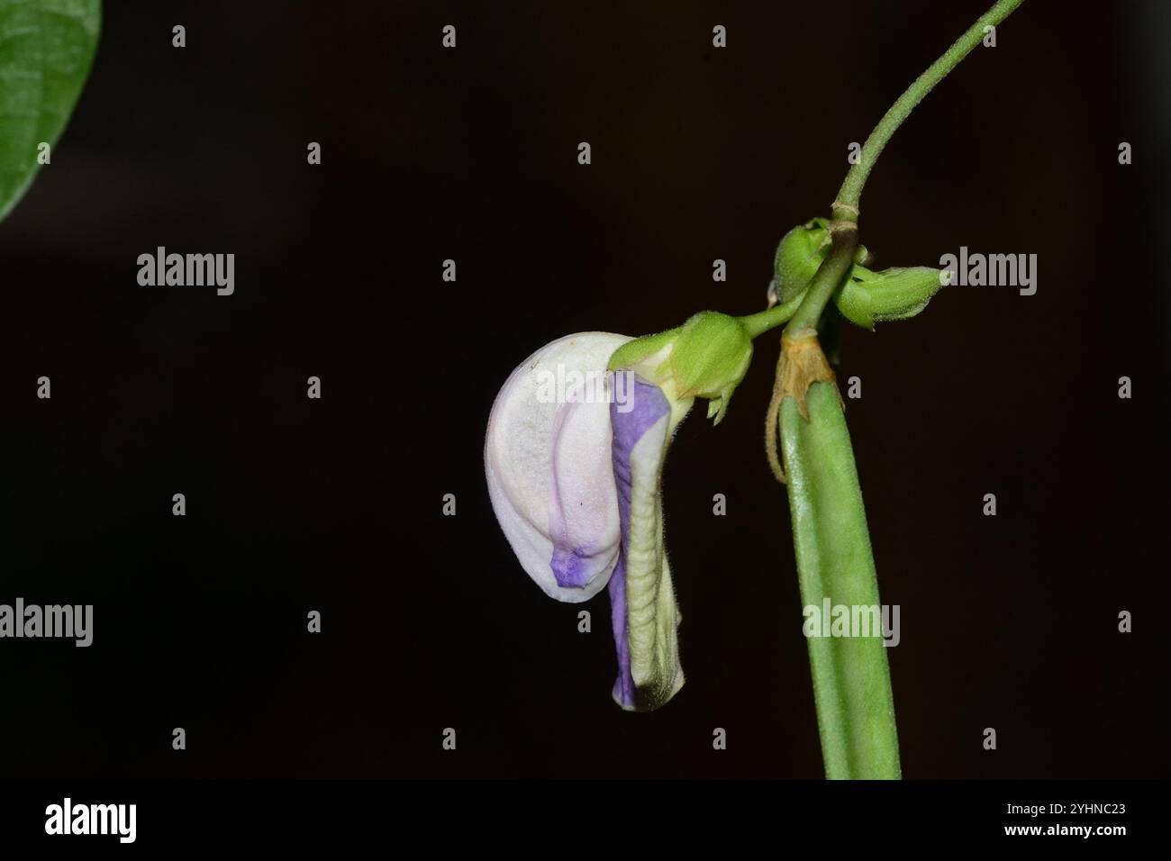 soft butterfly-pea (Centrosema molle Stock Photo - Alamy