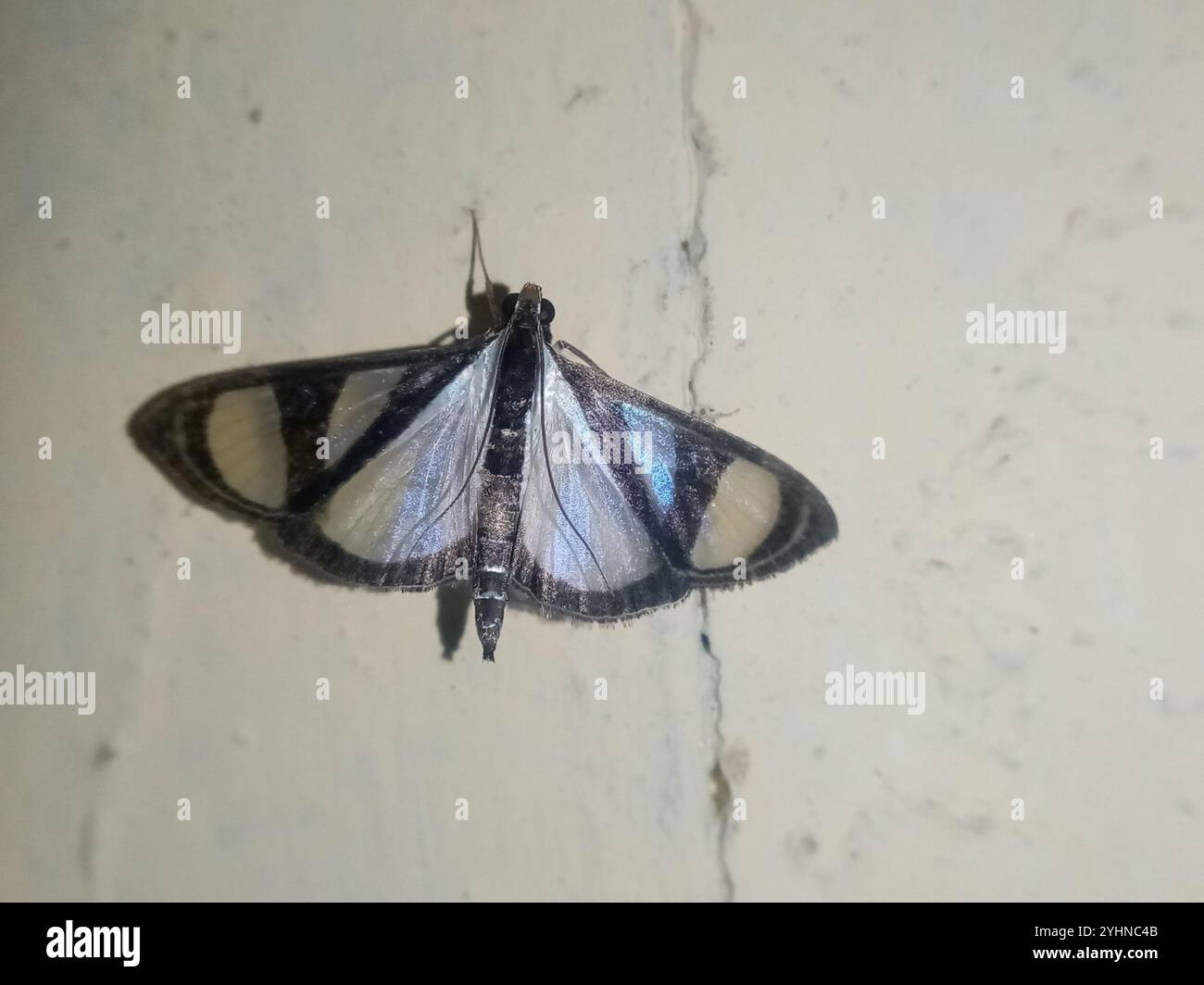 Pearl Moths (Spilomelinae Stock Photo - Alamy
