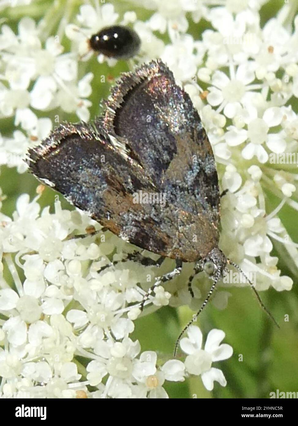 Choreutis pariana hi-res stock photography and images - Alamy