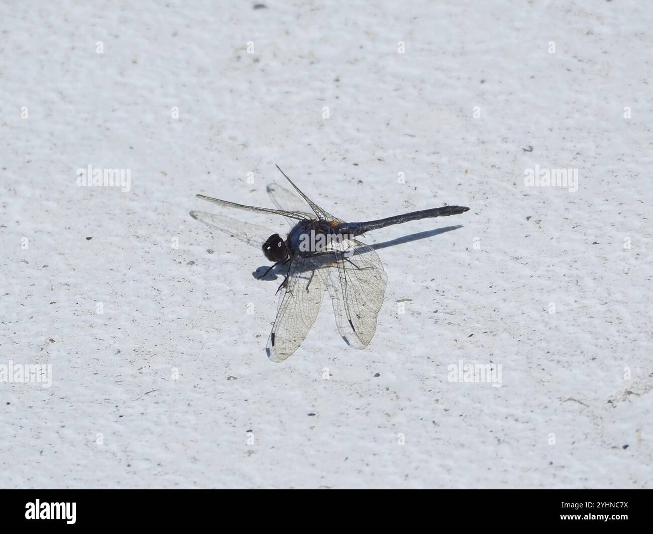 Indigo Dropwing (Trithemis festiva Stock Photo - Alamy