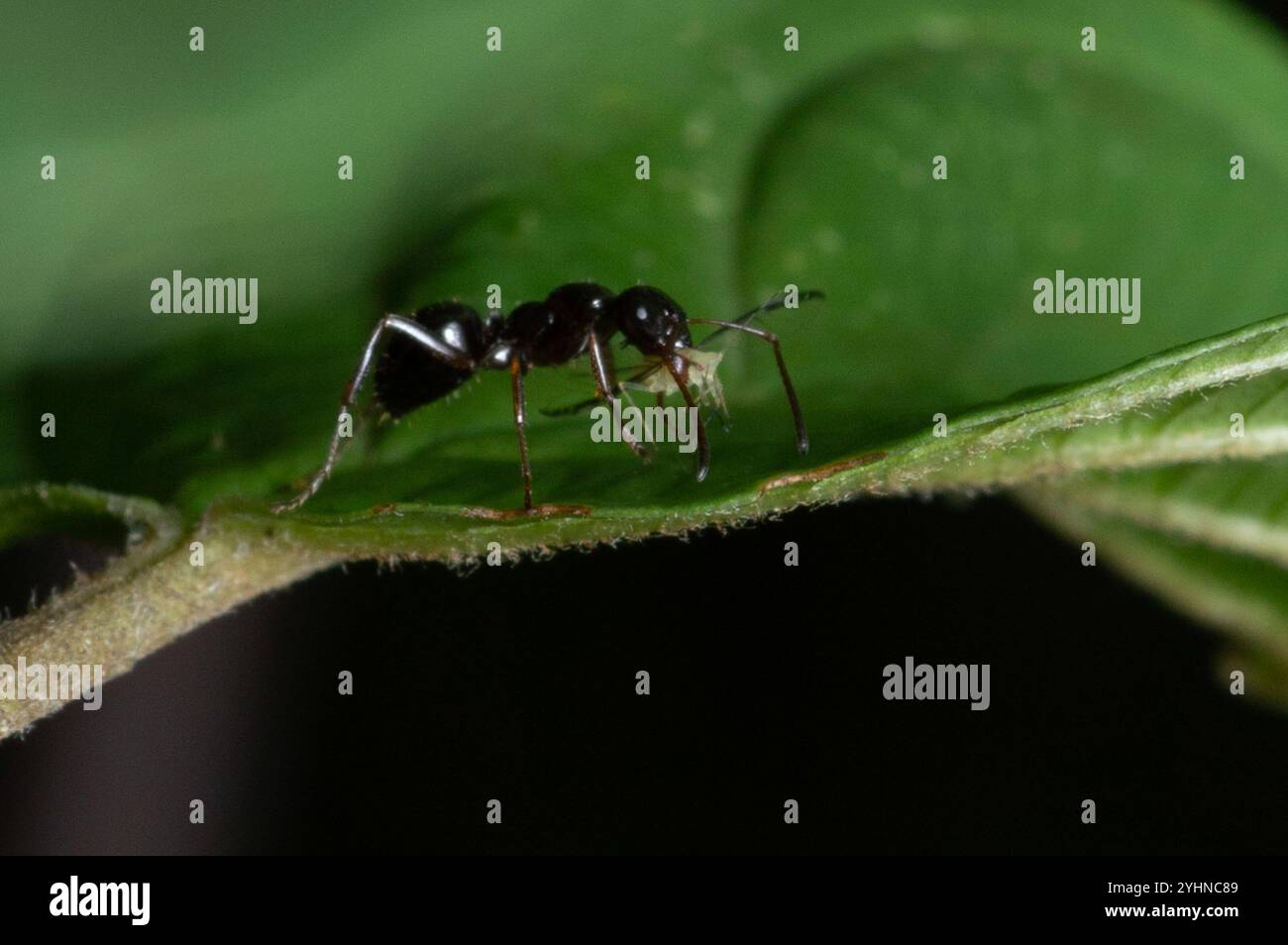 Neogagates-group Field Ants (Formica neogagates Stock Photo - Alamy