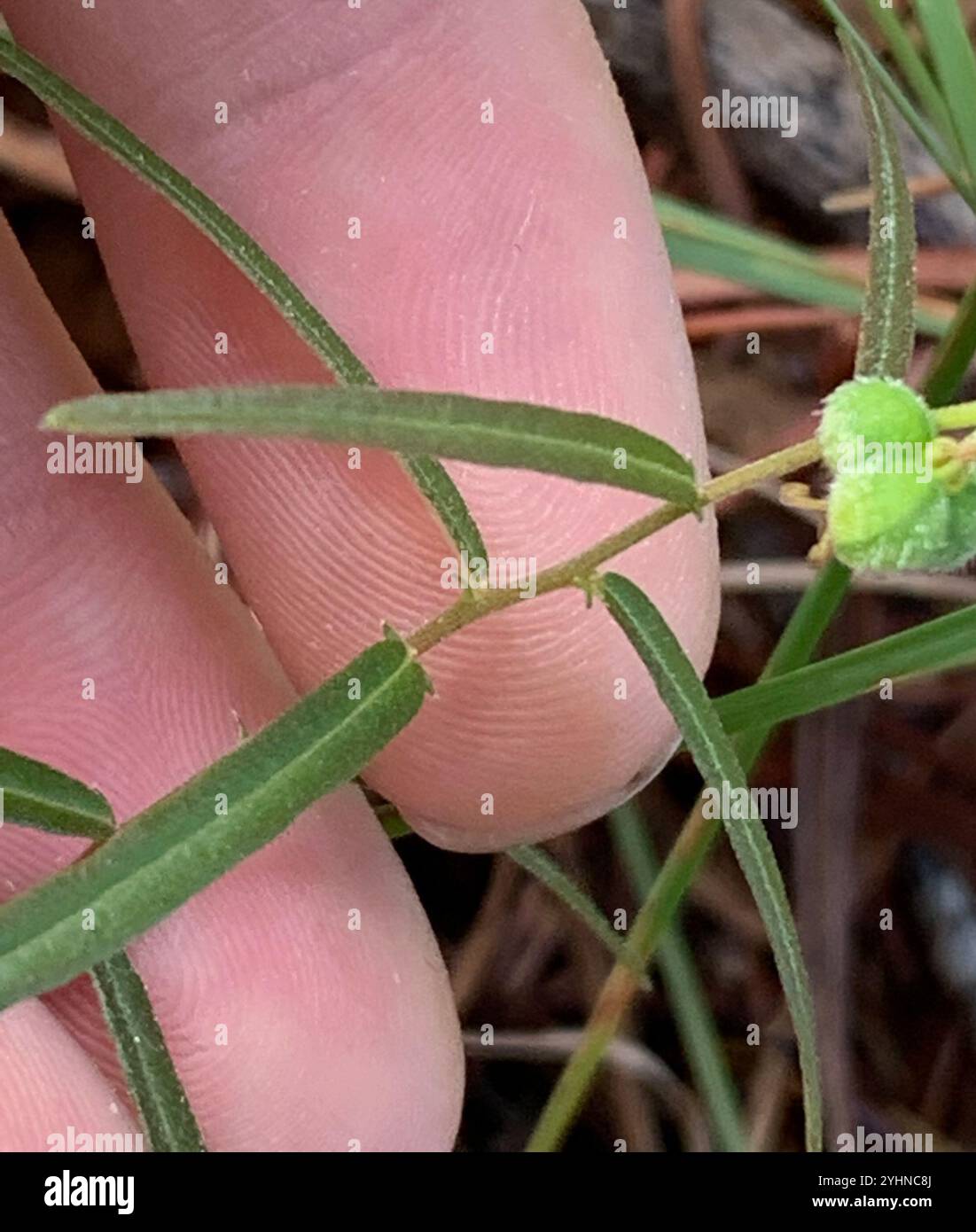 Wavyleaf Noseburn (Tragia urens Stock Photo - Alamy