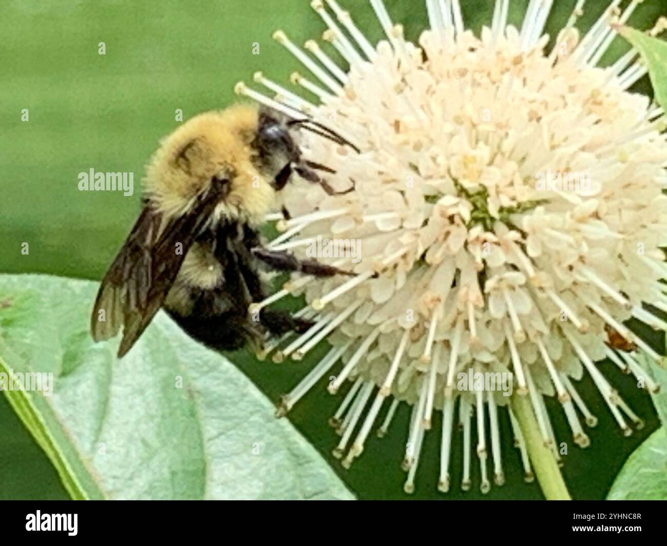 Two-spotted Bumble Bee (Bombus bimaculatus Stock Photo - Alamy