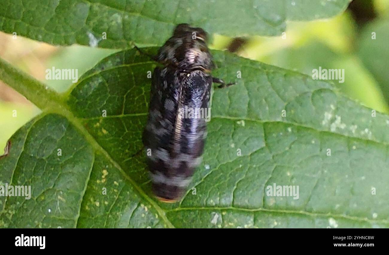 Coraebus hi-res stock photography and images - Alamy