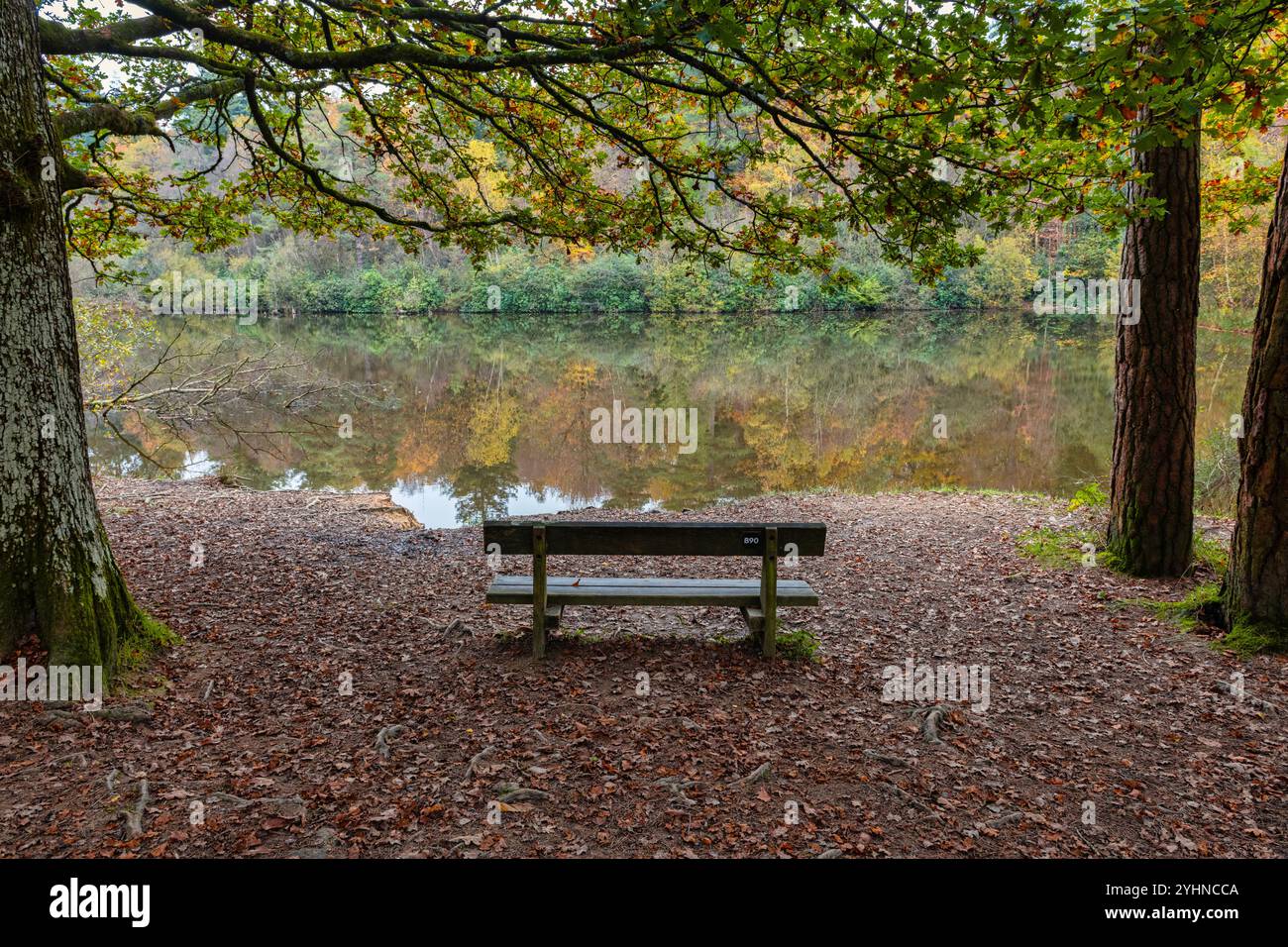 Autumn Colours in the woods at Bedgebury near Tunbridge Wells in Kent ...