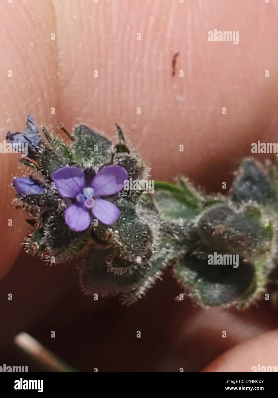 American alpine speedwell hi-res stock photography and images - Alamy