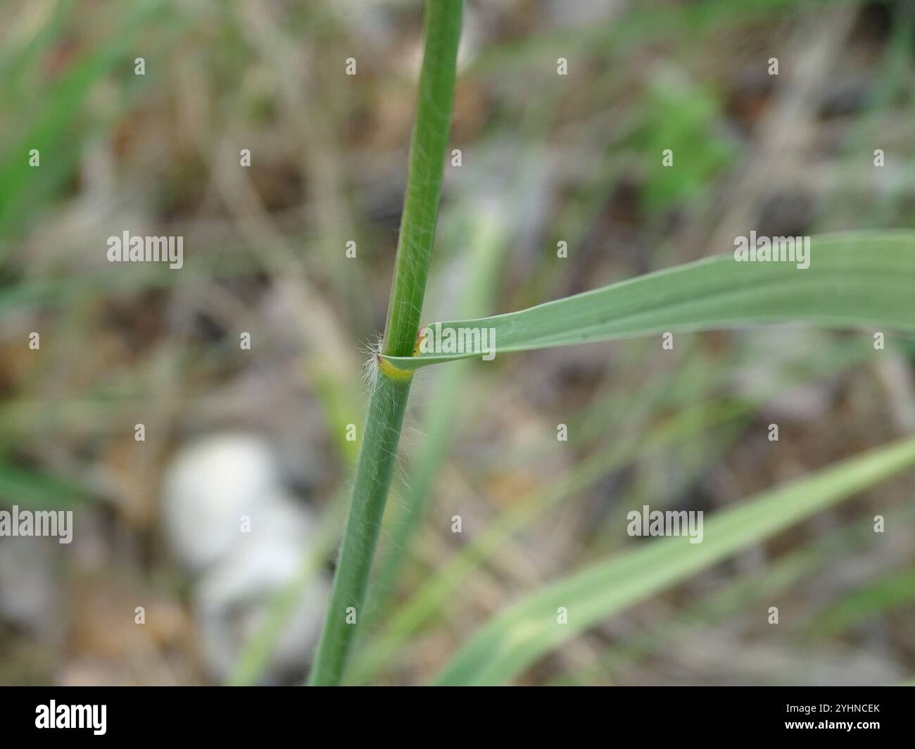 Sand Reedgrass (Sporobolus rigidus magnus Stock Photo - Alamy