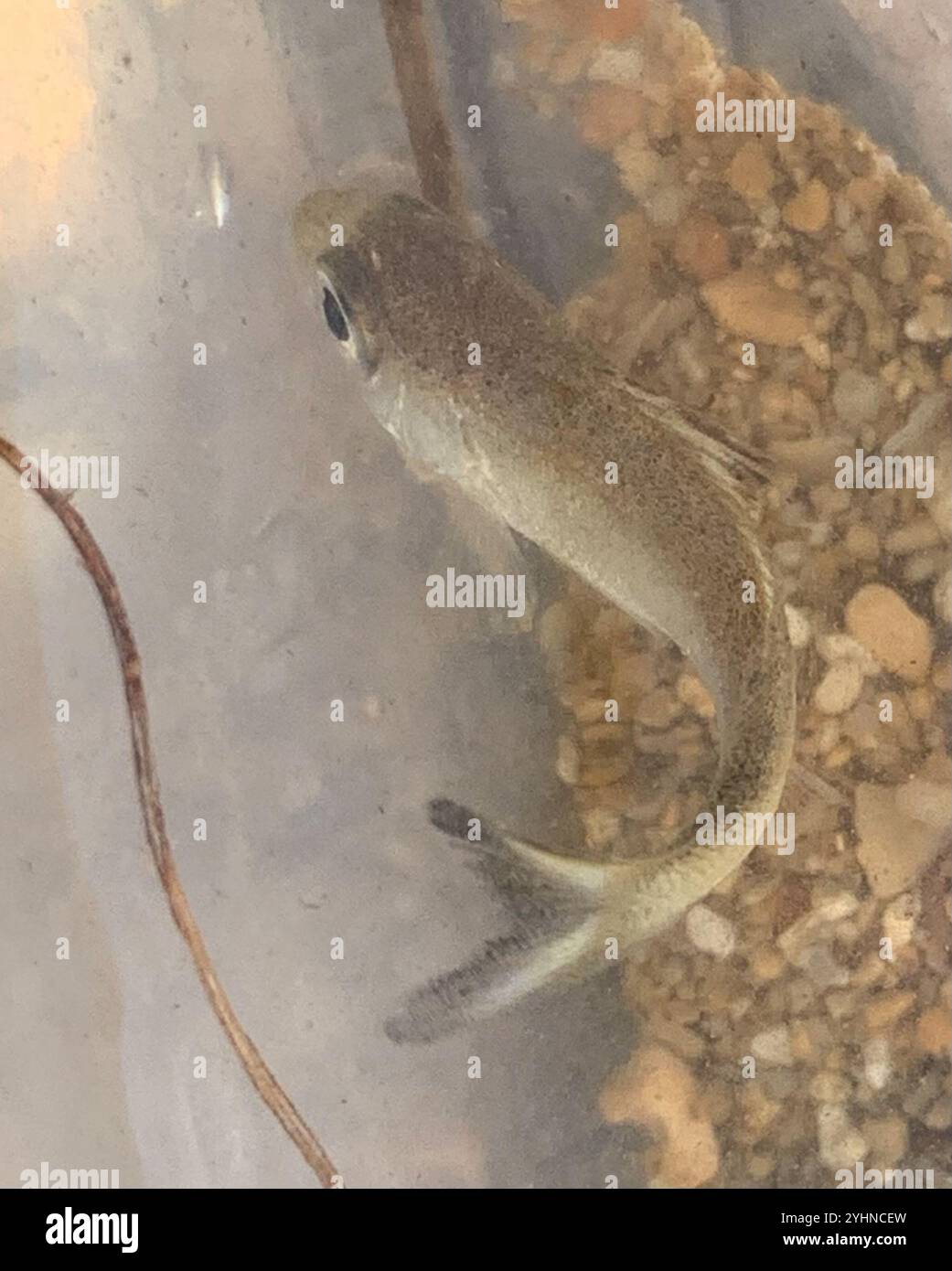 Hawaiian Flagtail (Kuhlia xenura Stock Photo - Alamy