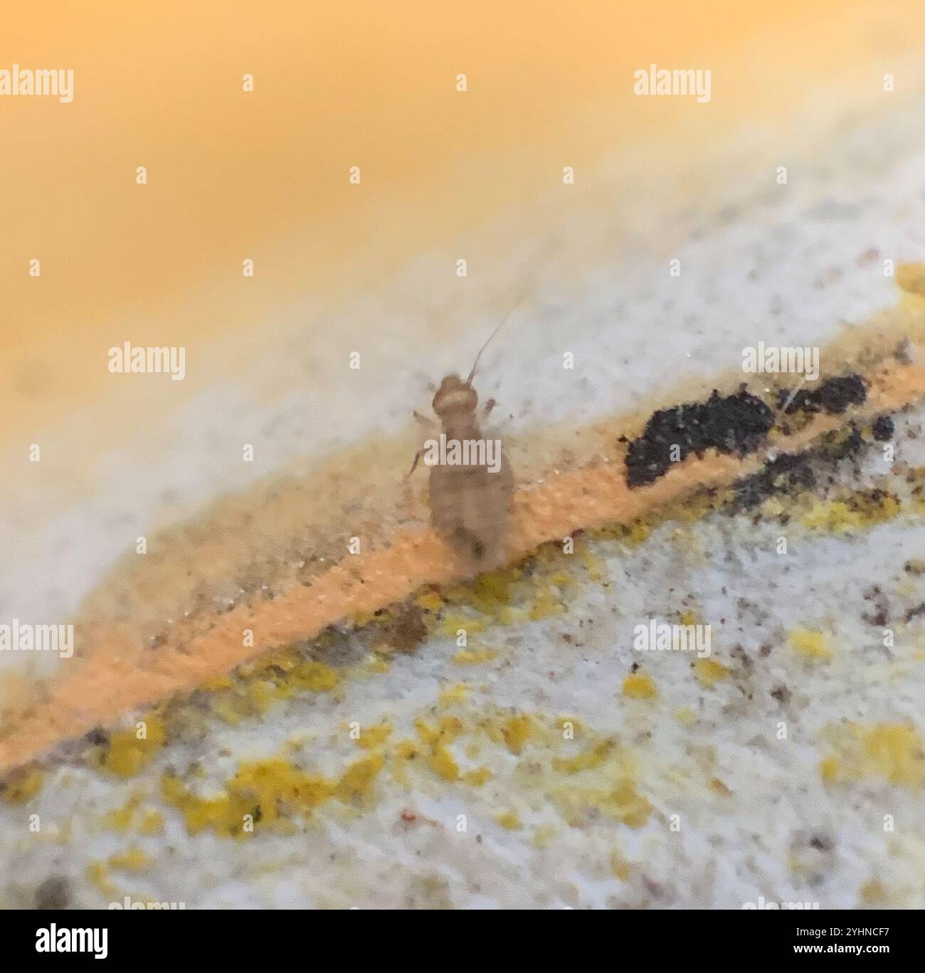 Barklice, Booklice, and Parasitic Lice (Psocodea Stock Photo - Alamy