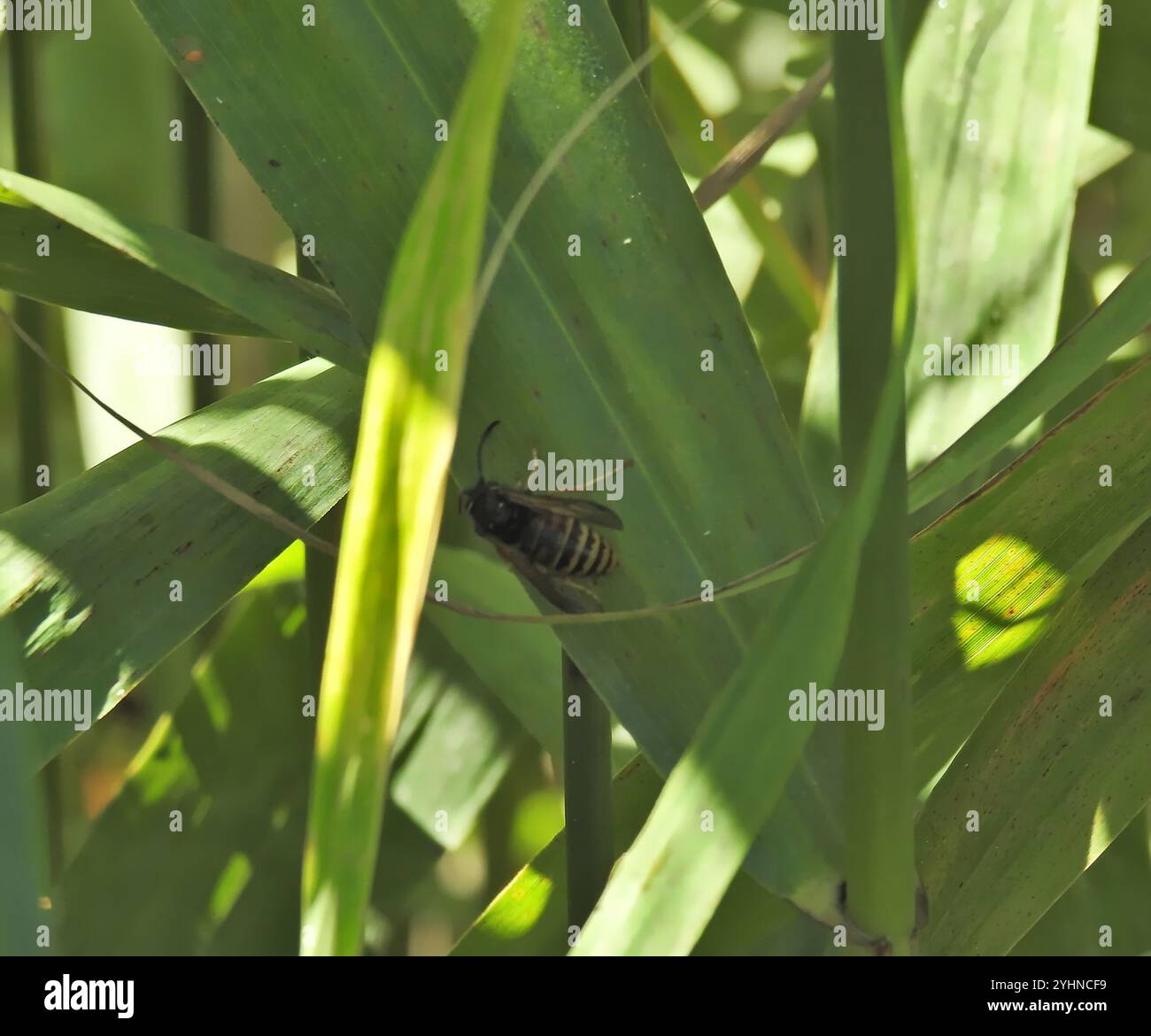 Red-banded Yellowjacket (Vespula rufa Stock Photo - Alamy