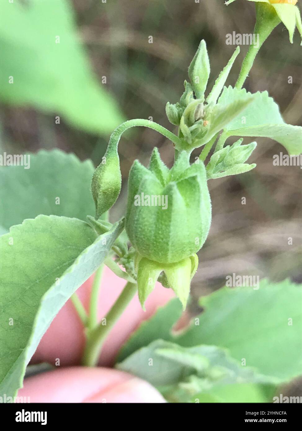 sweet Indian Mallow (Abutilon fruticosum Stock Photo - Alamy