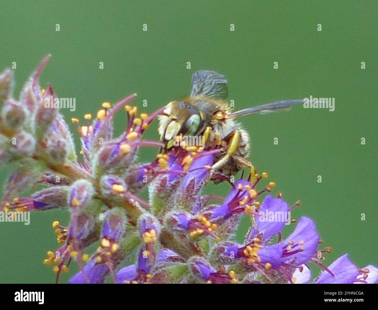 Oblongatum hi-res stock photography and images - Alamy