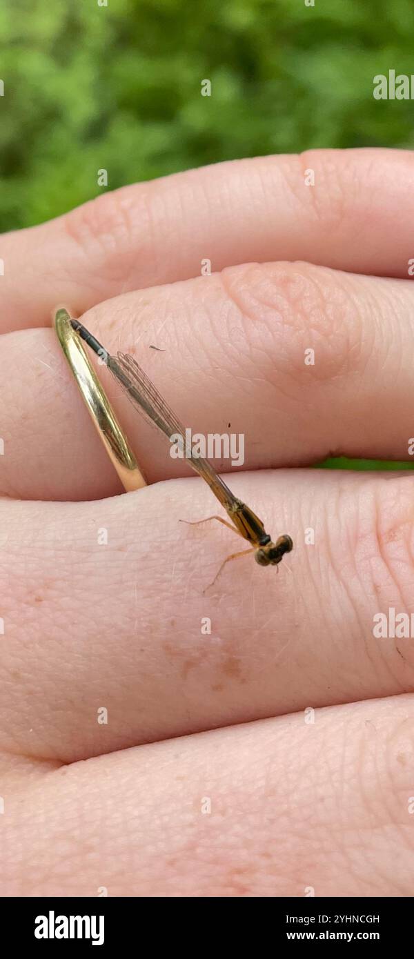Eastern Forktail (Ischnura verticalis Stock Photo - Alamy