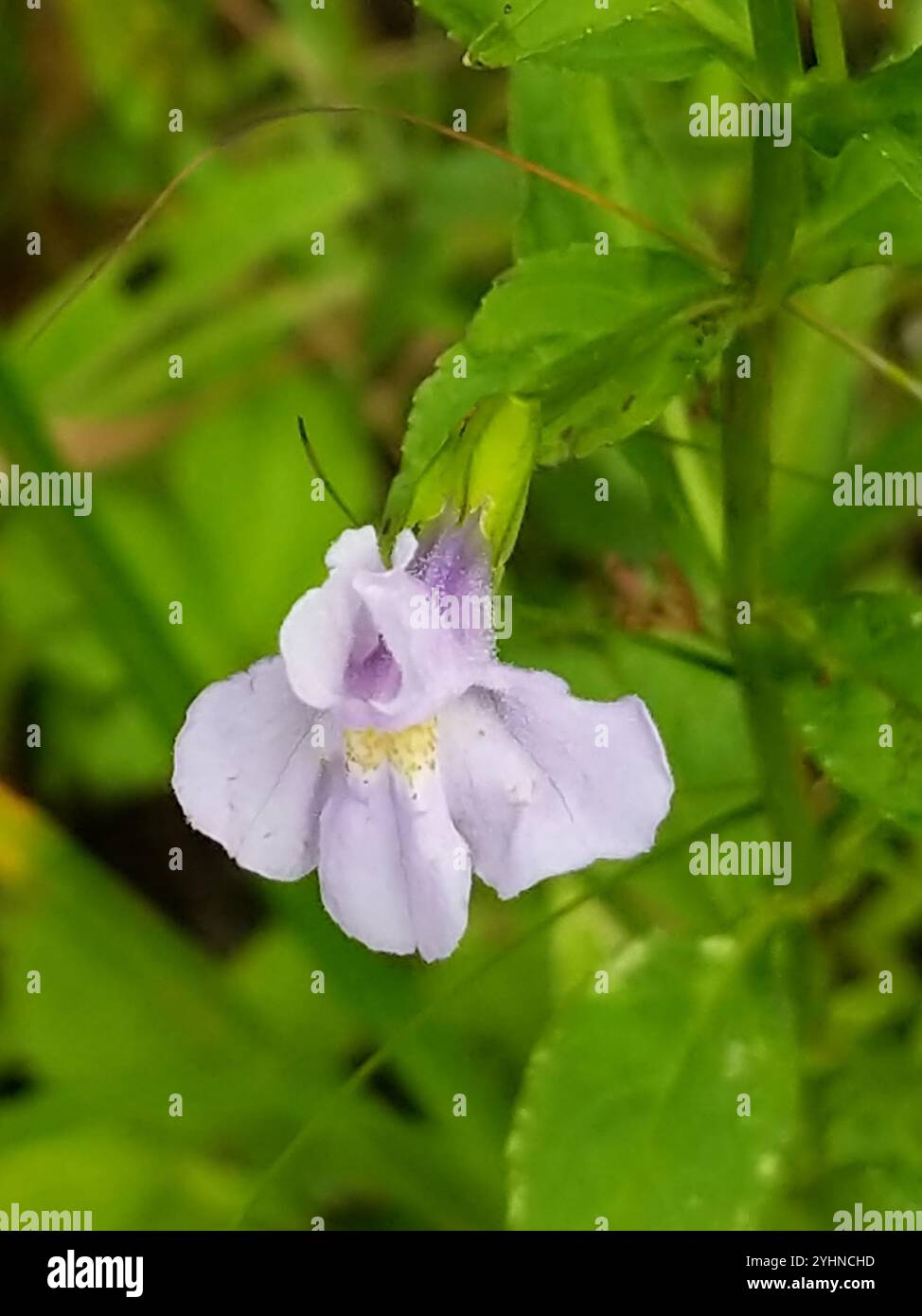 Allegheny monkeyflower (Mimulus ringens Stock Photo - Alamy