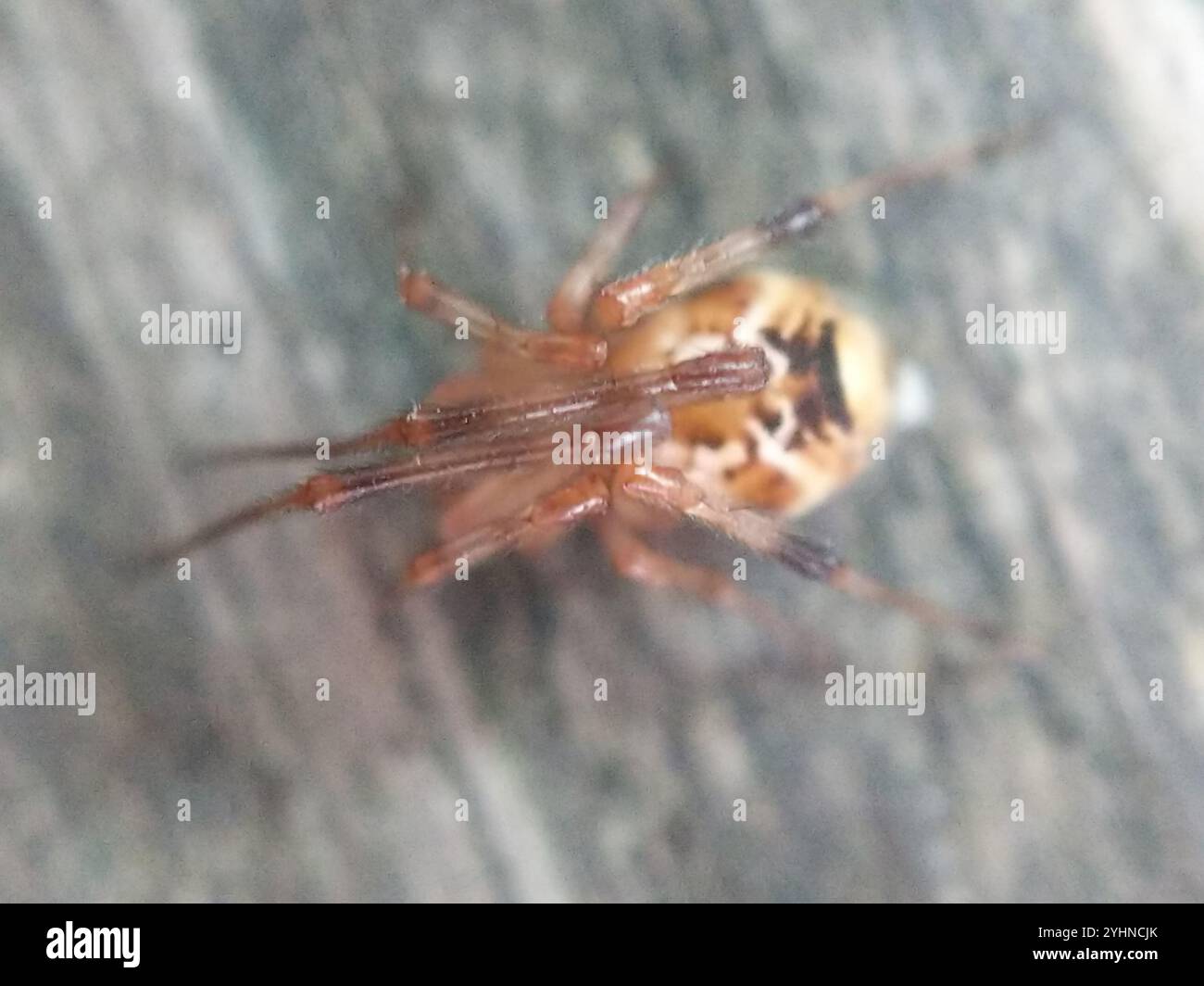 Comb-footed Spiders (Theridiidae Stock Photo - Alamy