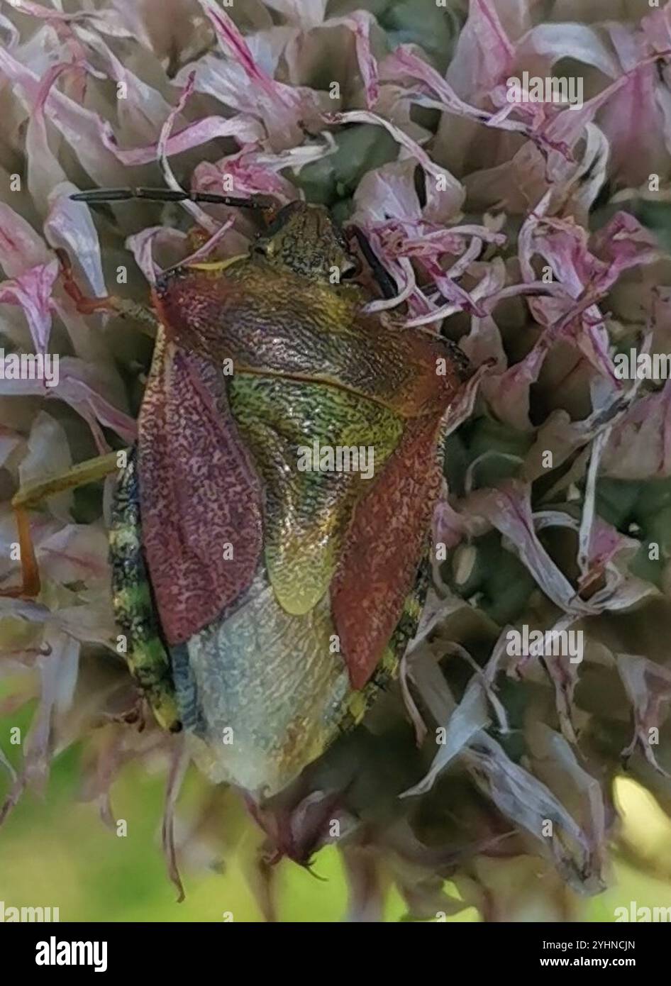 Black-shouldered Shieldbug (Carpocoris purpureipennis Stock Photo - Alamy