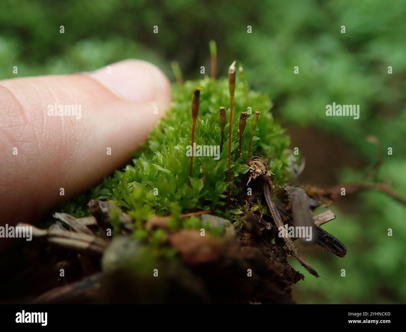 Slender Cruet-moss (Tetraplodon mnioides Stock Photo - Alamy