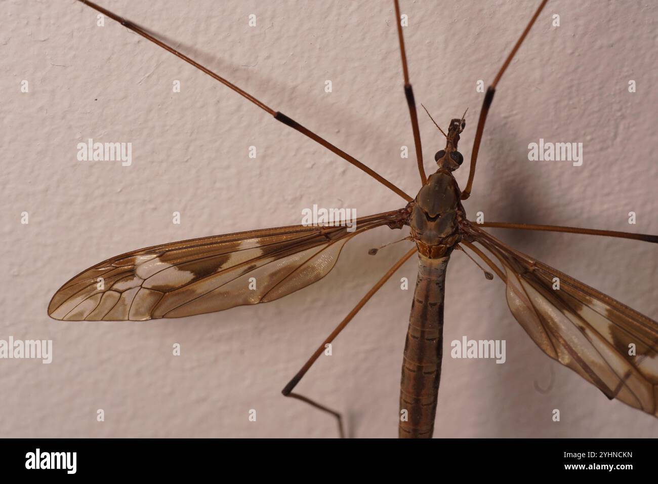 Giant cranefly (Tipula maxima Stock Photo - Alamy