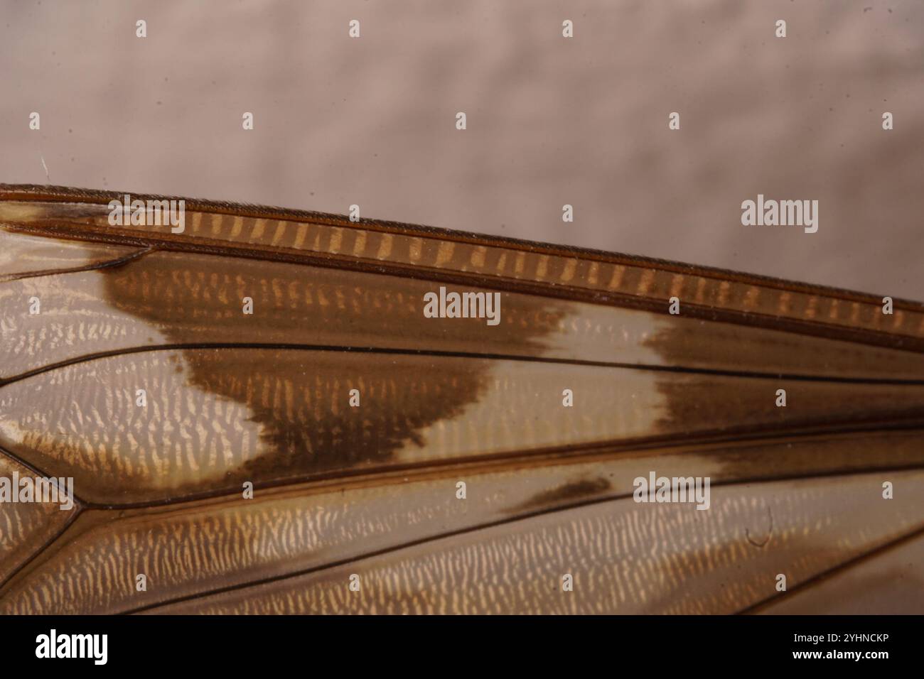 Giant cranefly (Tipula maxima Stock Photo - Alamy